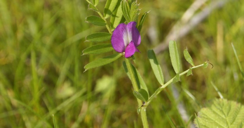Une vesce ou une gesse ? - Les Taxinomes