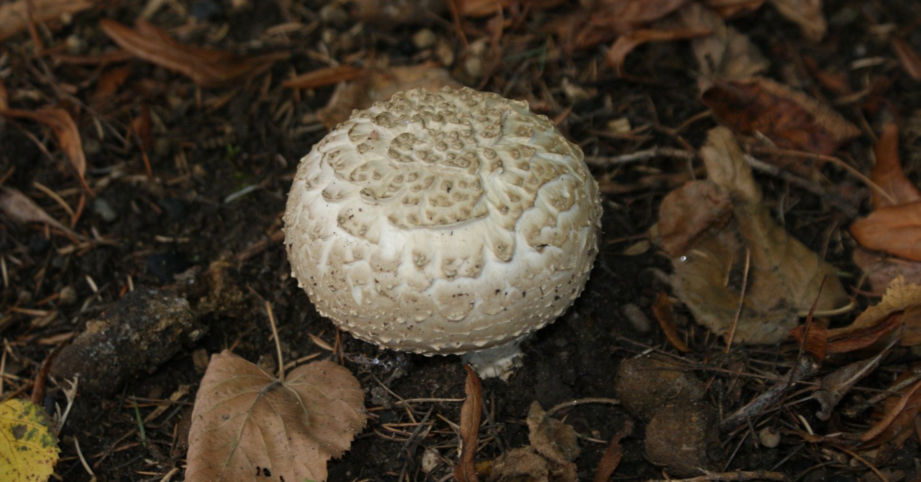Psalliote ou Agaric des forêts - Agaricus silvaticus - Les Taxinomes