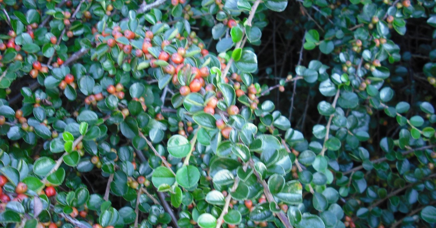 Cotonéaster - Les Taxinomes