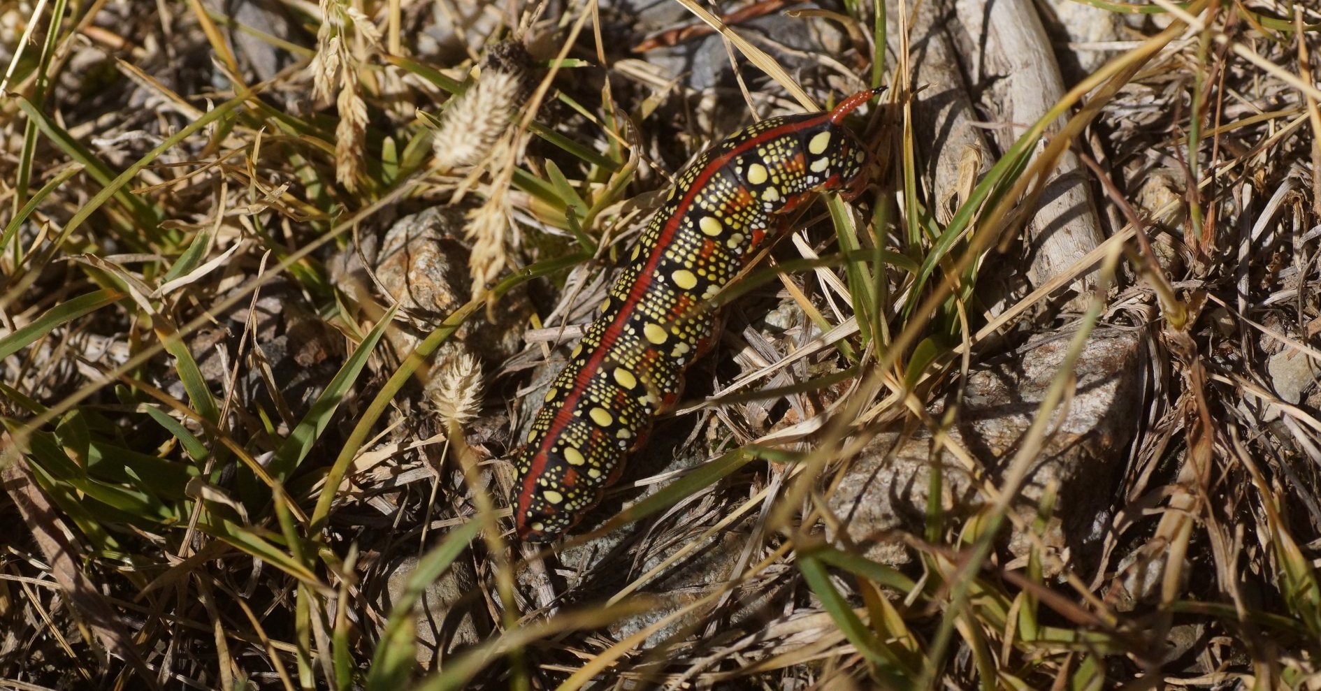 Chenille du Sphinx de l'Euphorbe - Les Taxinomes