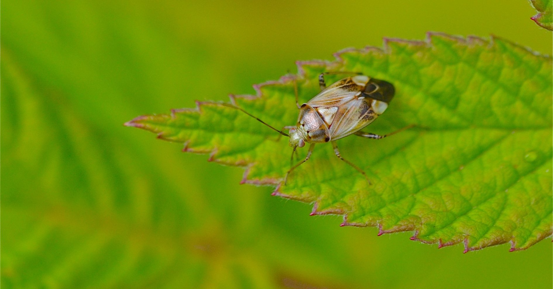 Lygus sp. - Les Taxinomes