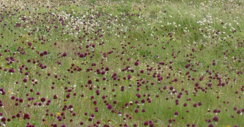 Ail à tête ronde - Les Taxinomes