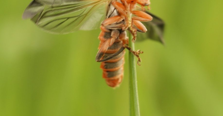 Cantharidés - Les Taxinomes