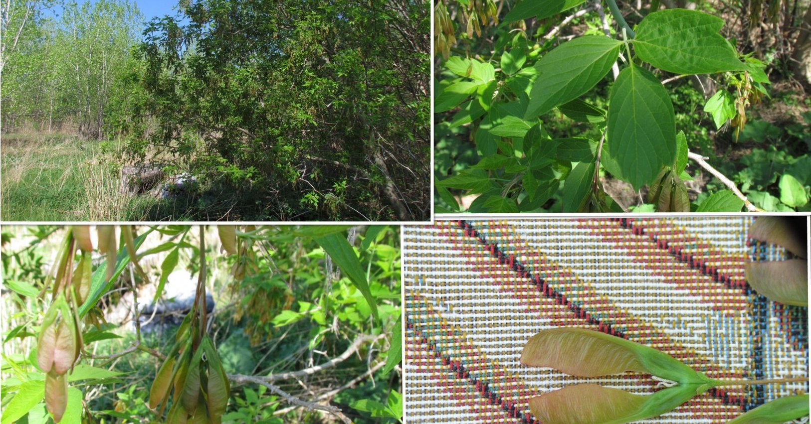 Érable à giguère - Les Taxinomes