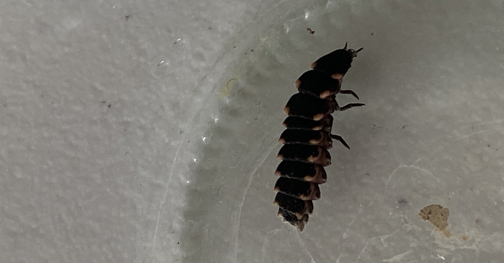 Lampyre sp. - Les Taxinomes