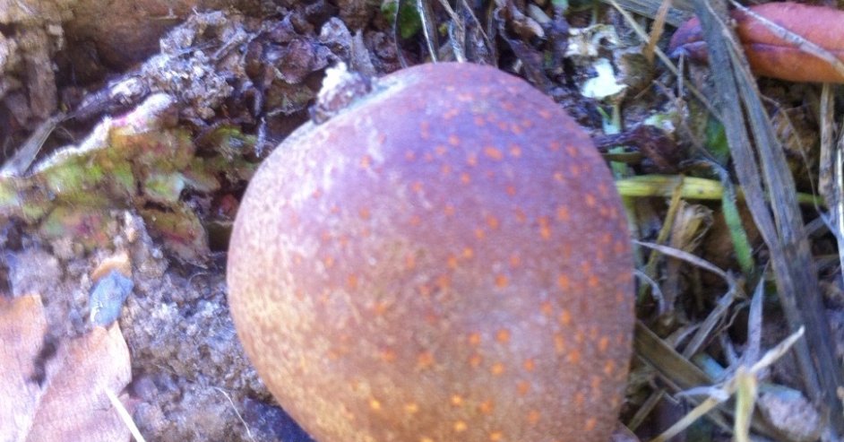 corme, fruit du Cormier / Sorbus domestica L. - Les Taxinomes