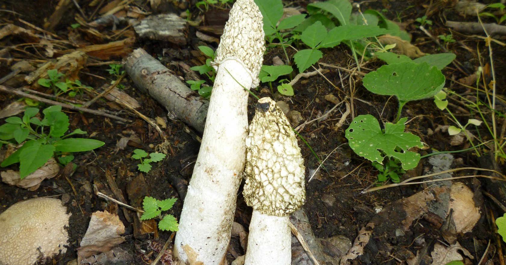 Satyre puant ( Phallus impudicus ) - Les Taxinomes