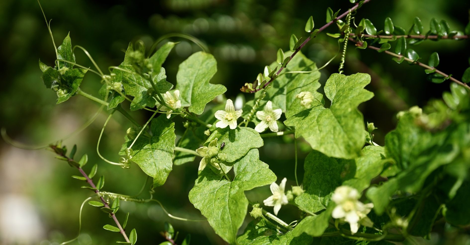 Bryone dioïque - Les Taxinomes