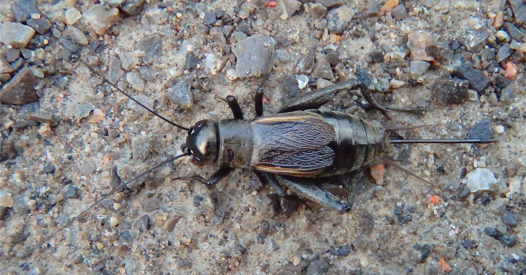 Le Grillon automnal - Les Taxinomes