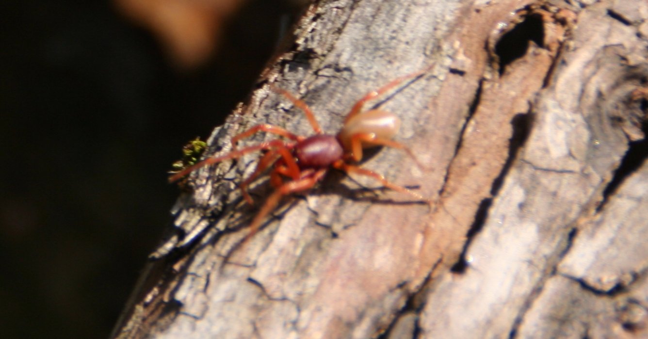 Araignée rouge - Les Taxinomes