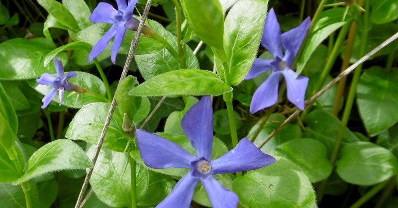 Petite pervenche (Vinca minor) - Les Taxinomes
