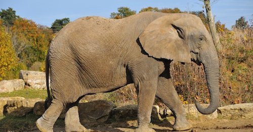 Diapsides - Les Taxinomes