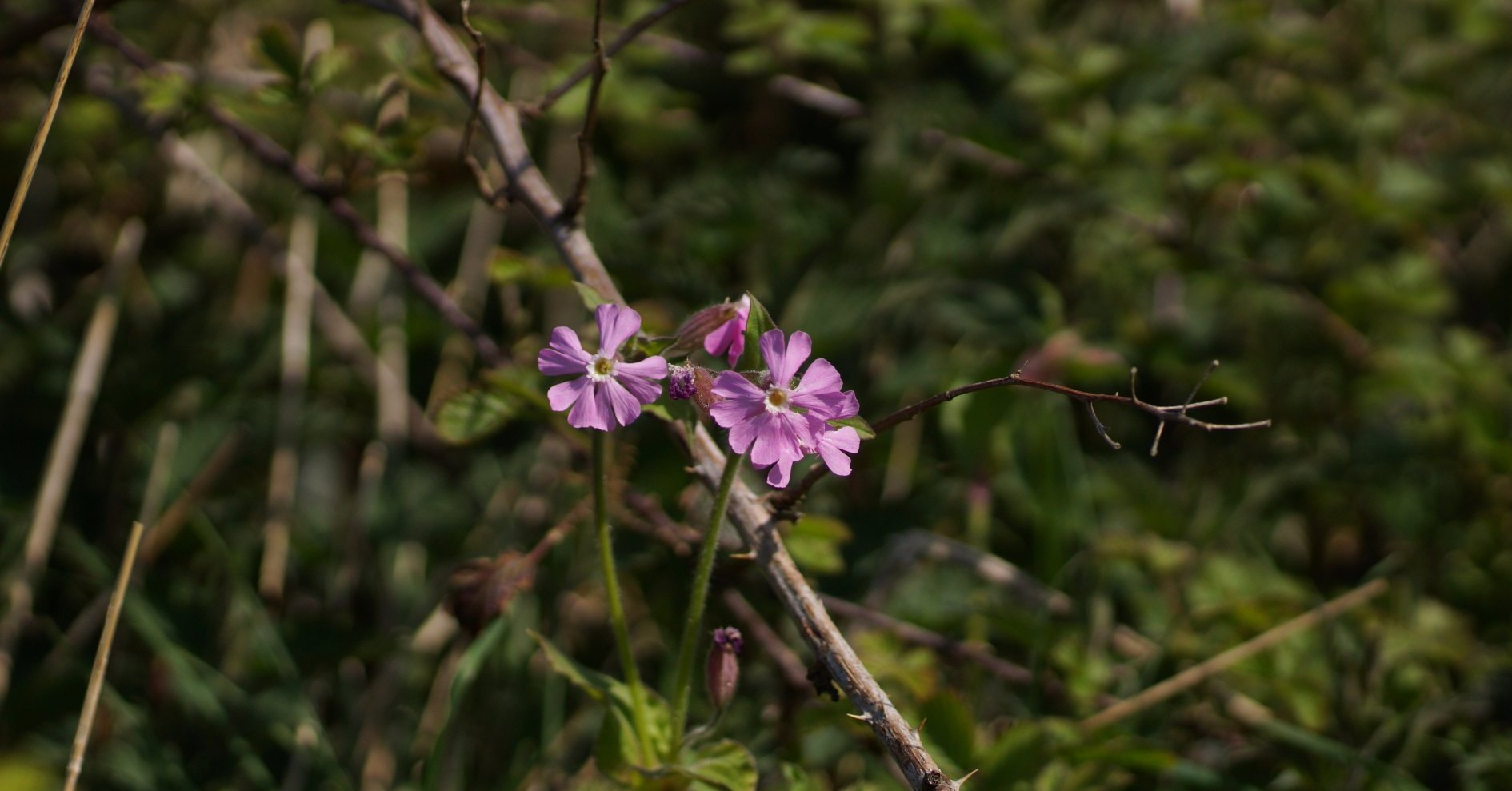 Silène sp. - Les Taxinomes