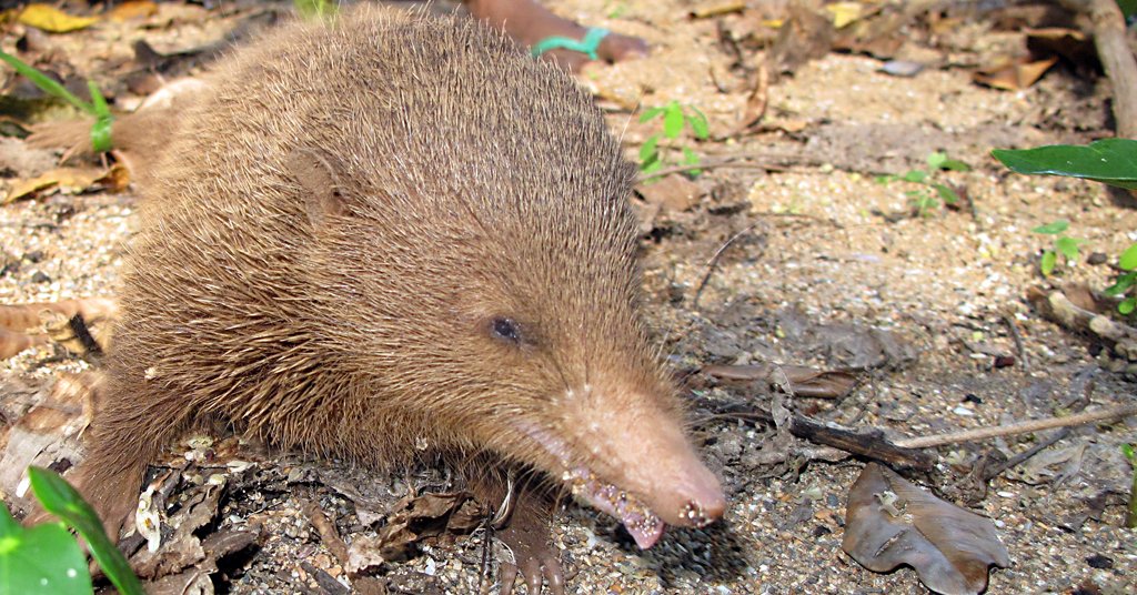 Tangue (Tenrec ecaudatus) - Les Taxinomes