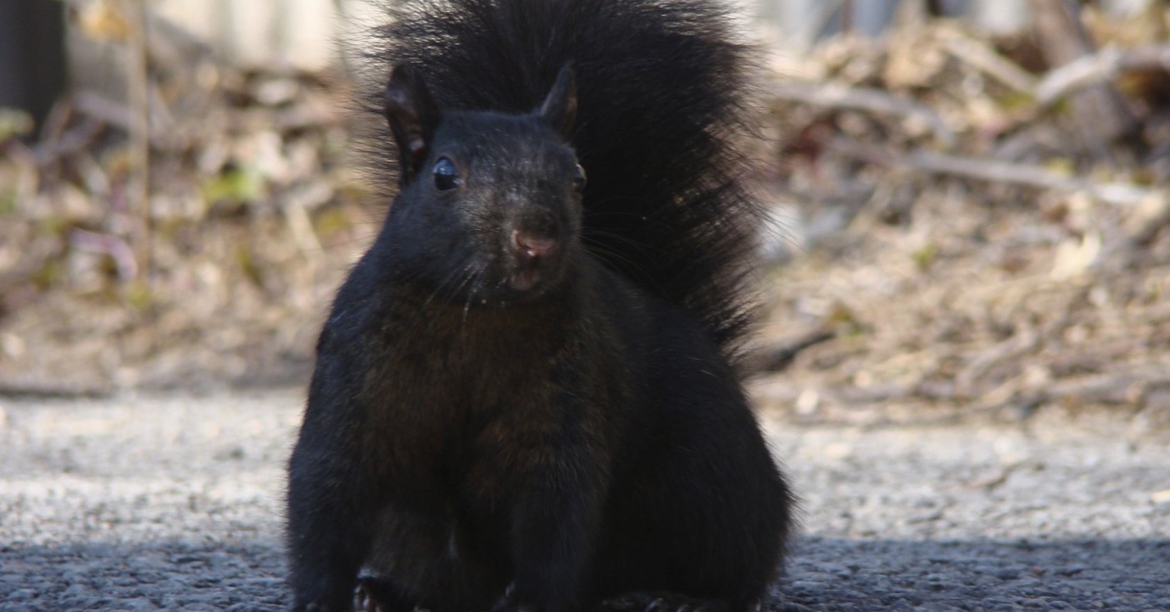 Ecureuil noir - Les Taxinomes