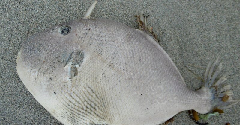 Poisson licorne ? - Les Taxinomes