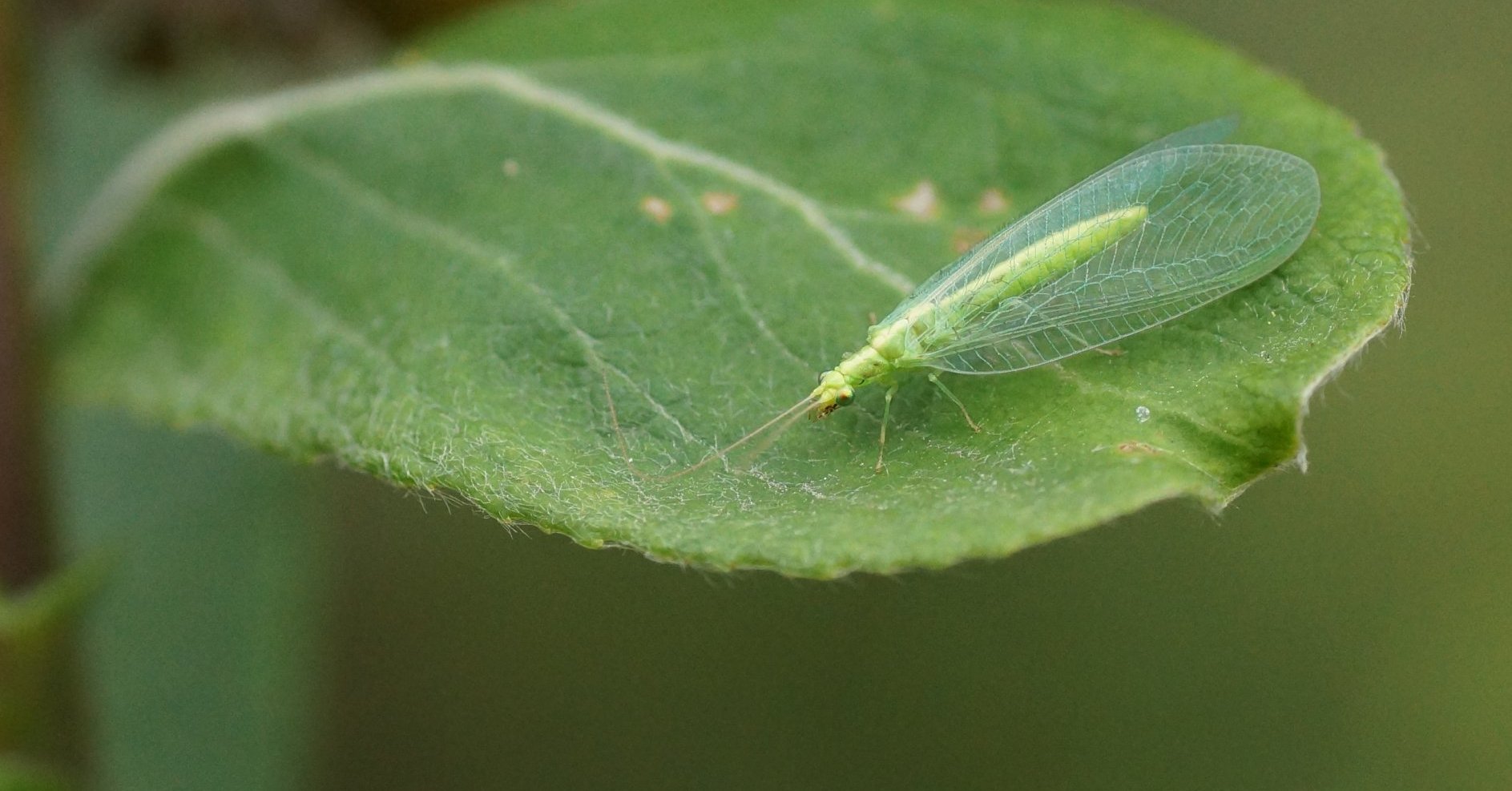 Chrysope sp. - Les Taxinomes