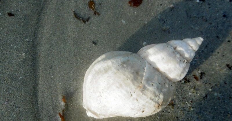 Bulot - Les Taxinomes