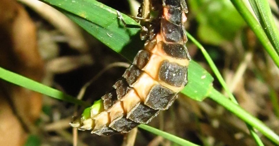 Luciole femelle - Les Taxinomes