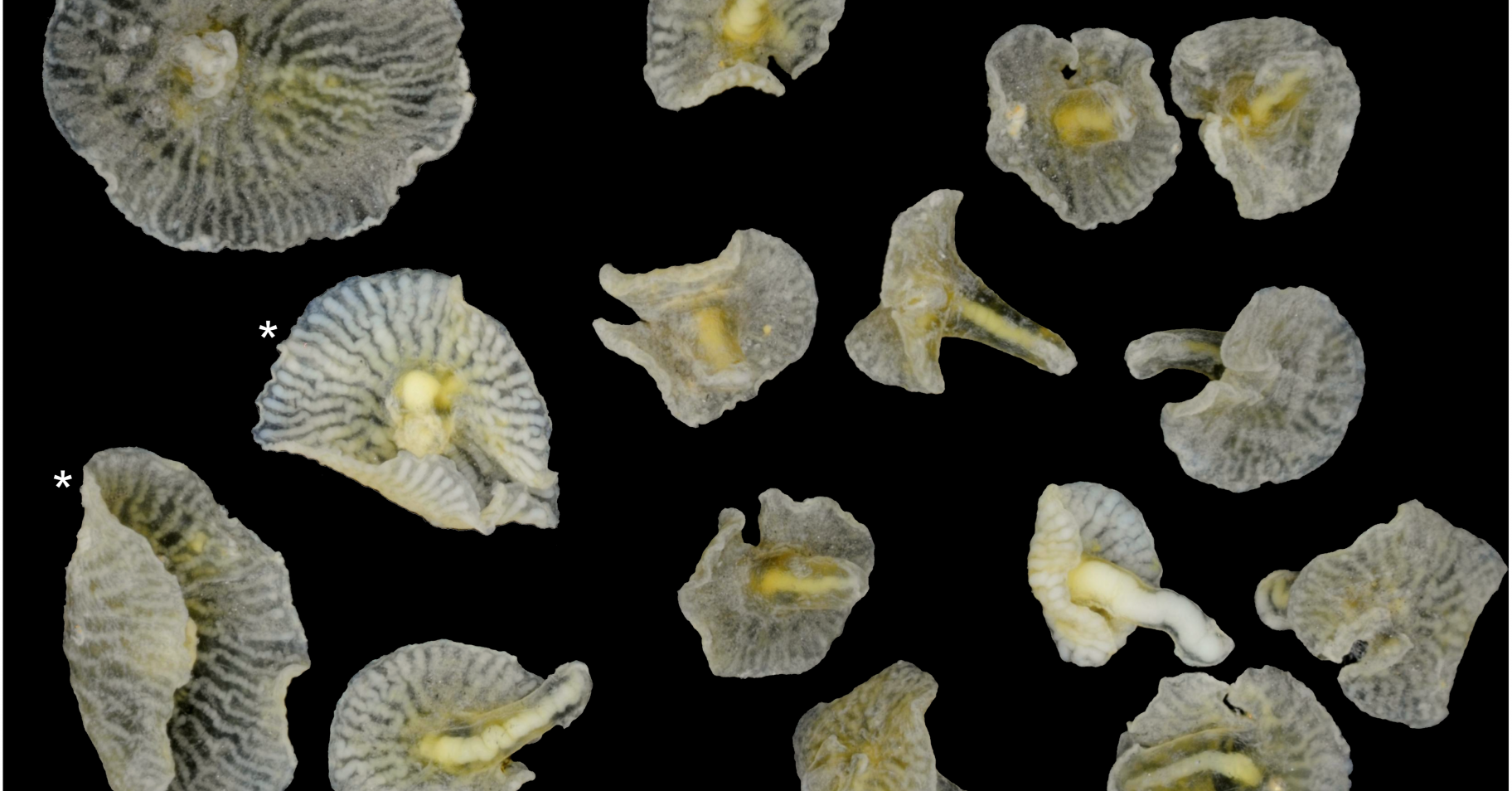 Dendrogramma enigmatica et Dendrogramma discoides - Les Taxinomes