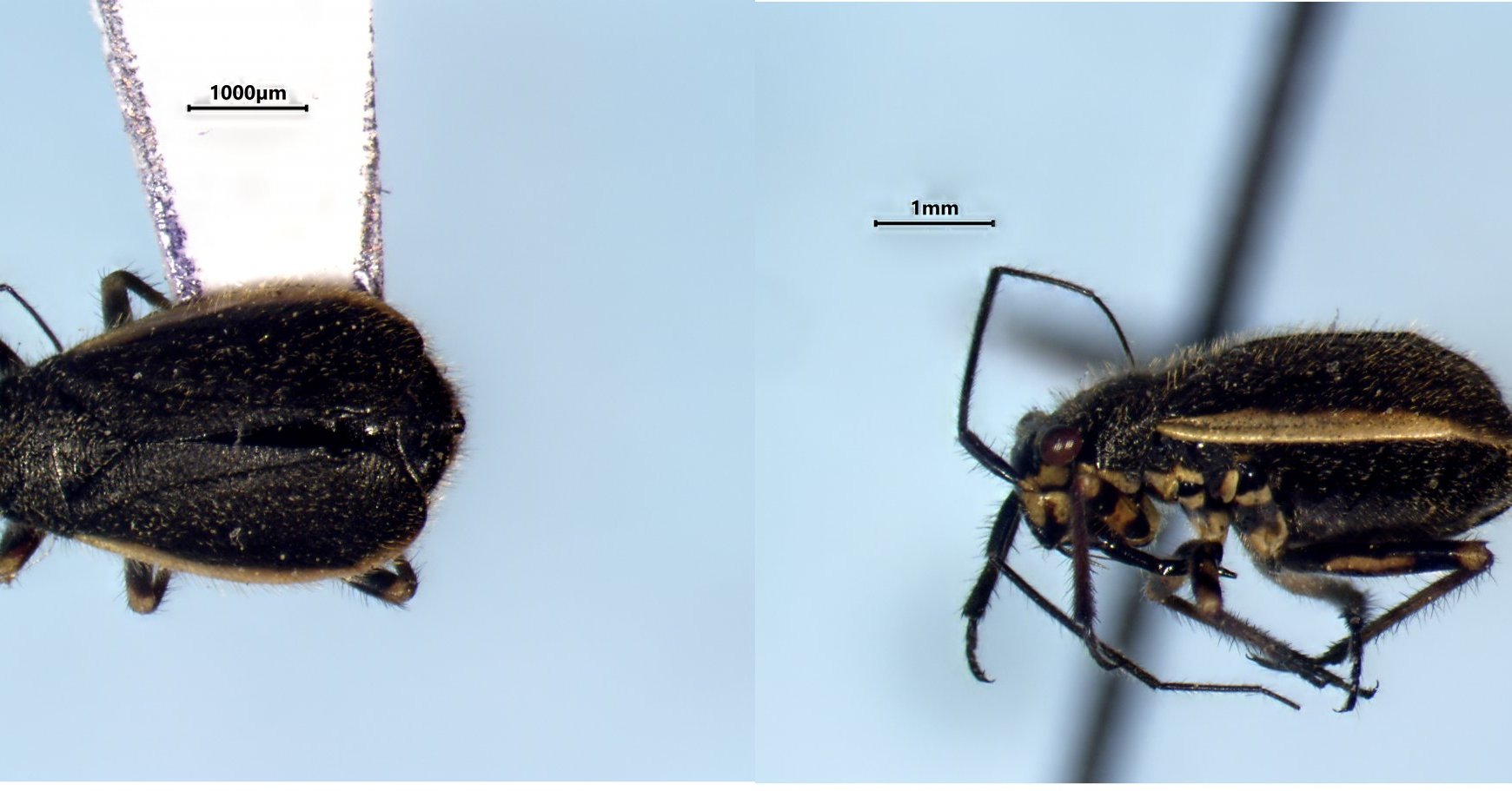 Labops hirtus - Les Taxinomes