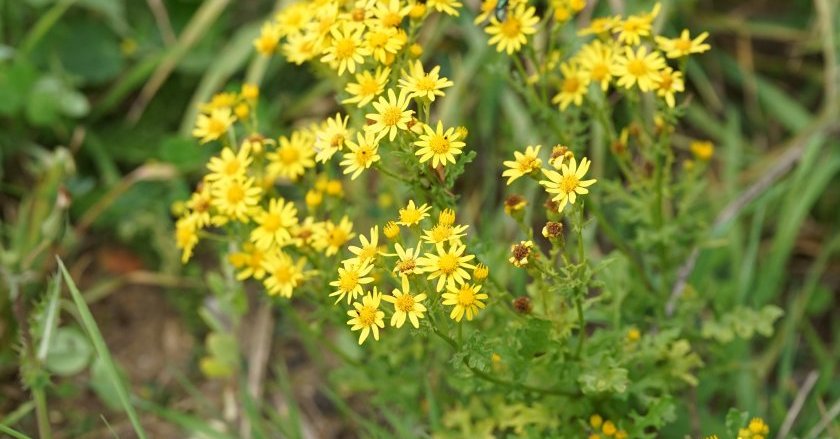 Séneçon jacobée - Les Taxinomes