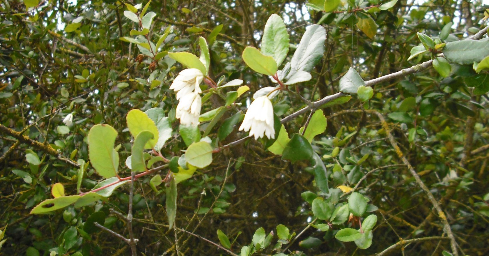 Crinodendron patagua - Les Taxinomes