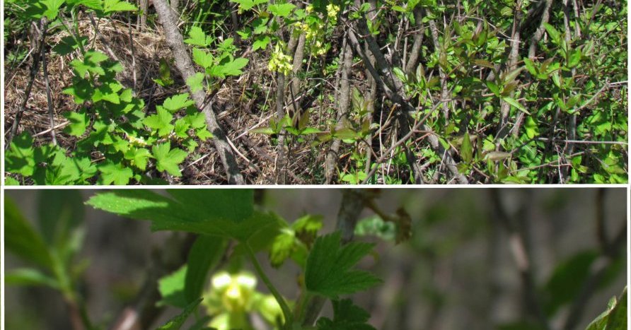 Gadellier américain - Les Taxinomes