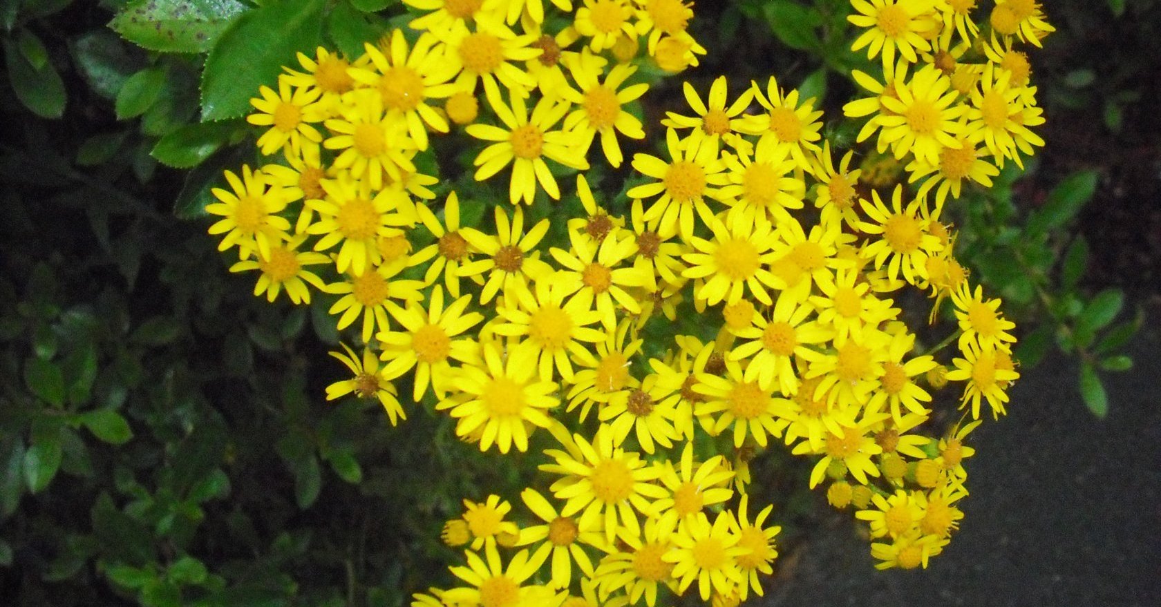 Séneçon jacobee - Les Taxinomes