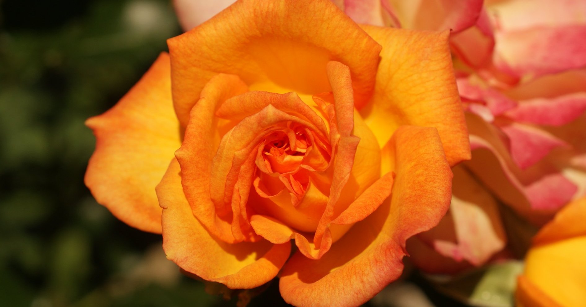 Rose... feu - Les Taxinomes