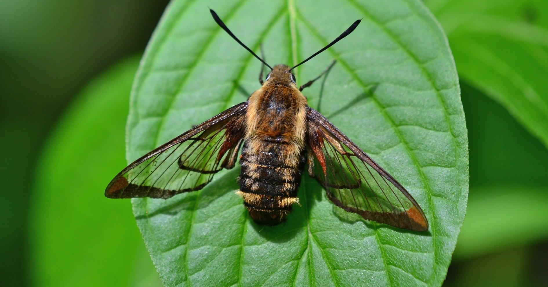 Le Sphinx colibri - Les Taxinomes