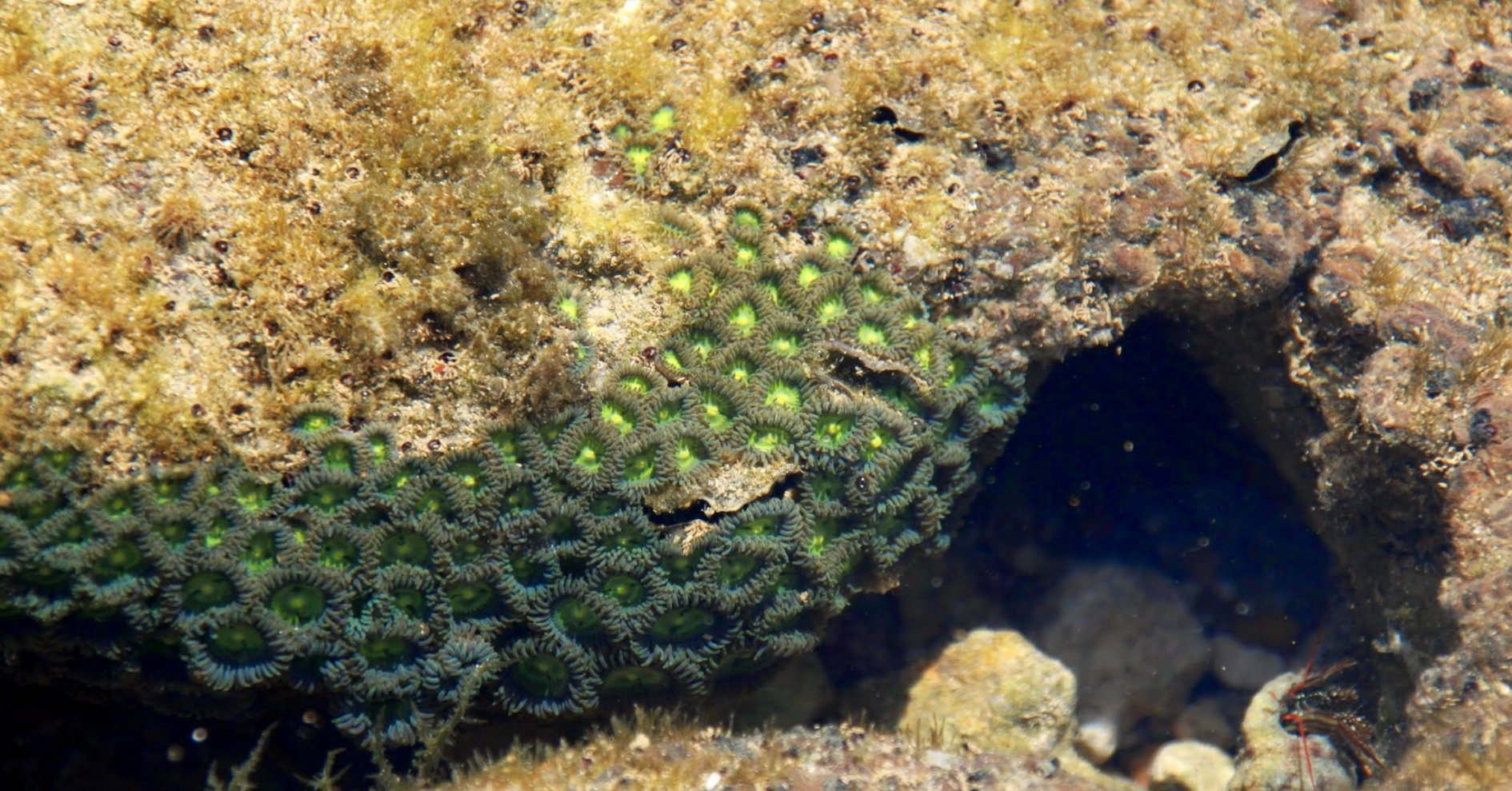 Zoanthus sociatus - Les Taxinomes