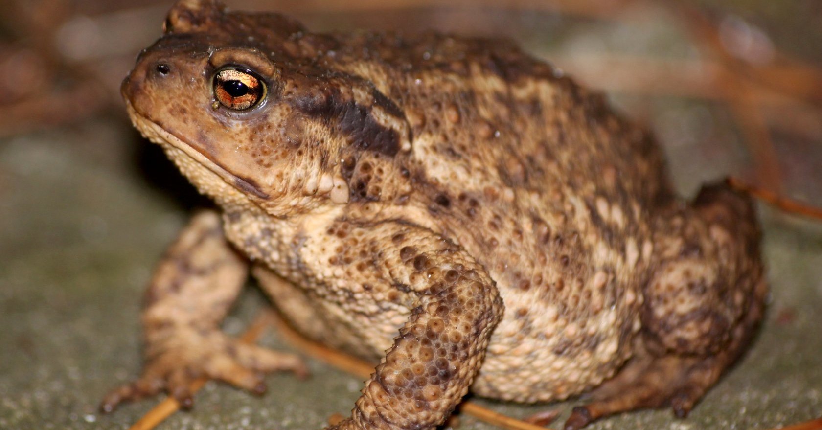 Crapaud commun - Les Taxinomes