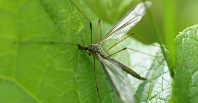 Tipule sp. - Les Taxinomes