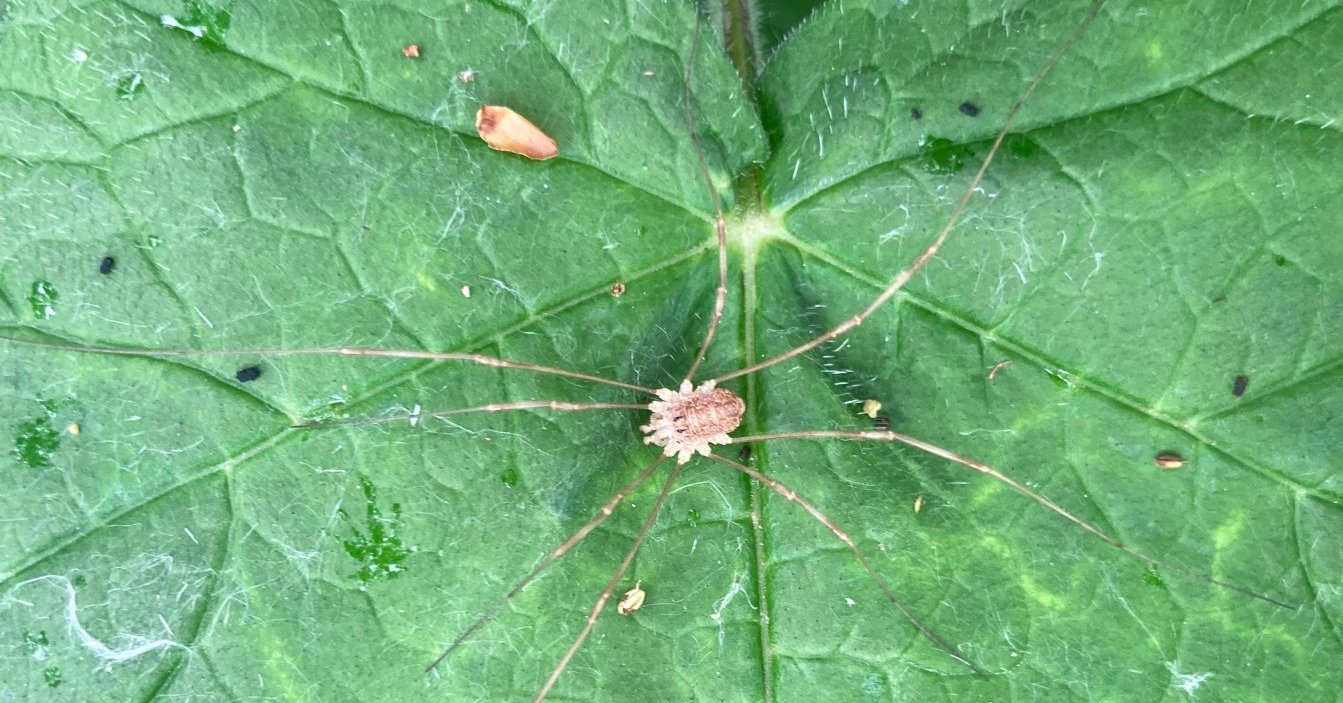 Opilion Eupnoi, Leiobunum rotundum - Les Taxinomes