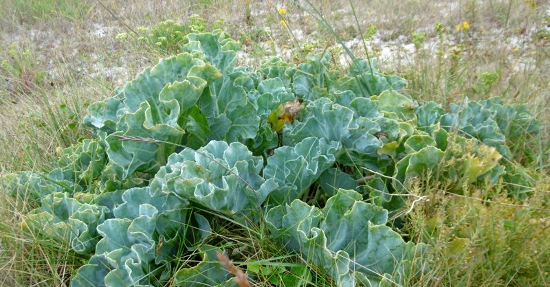 Choux marin (crambe maritime) - Les Taxinomes