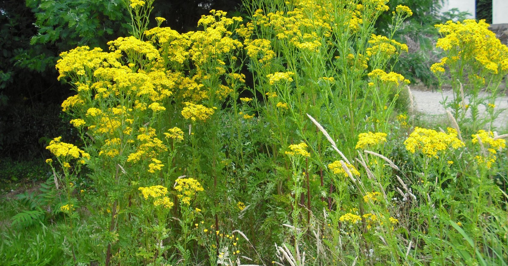 Séneçon jacobee - Les Taxinomes