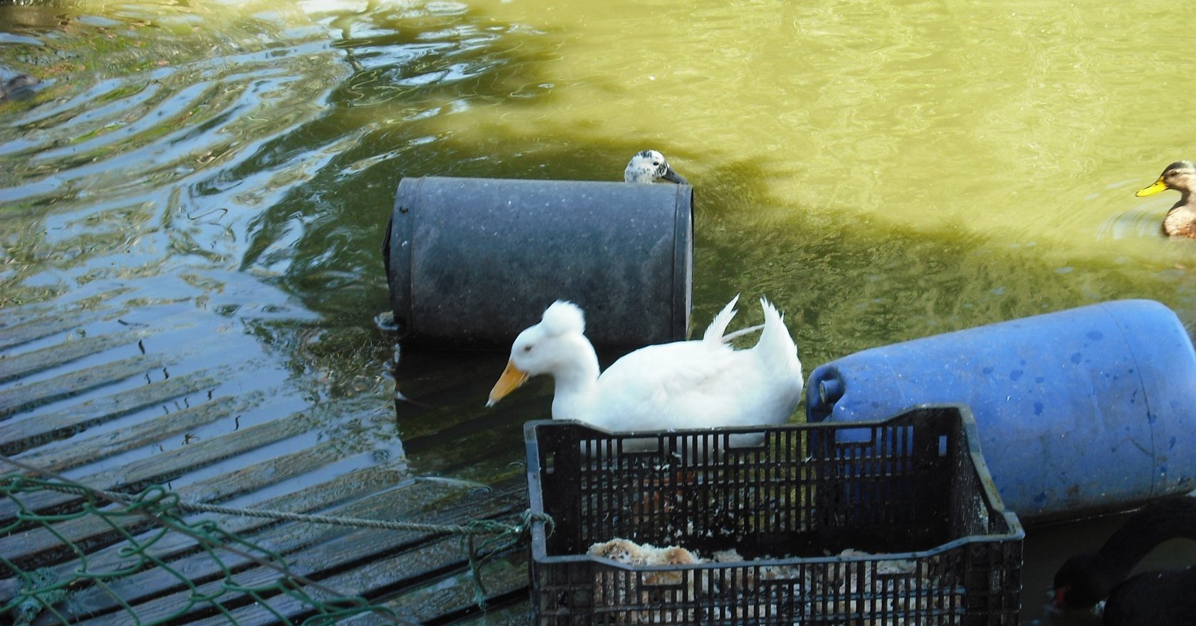 Canard Huppé. - Les Taxinomes