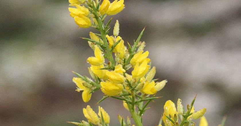 Fleurs d Ajonc d'Europe - Les Taxinomes