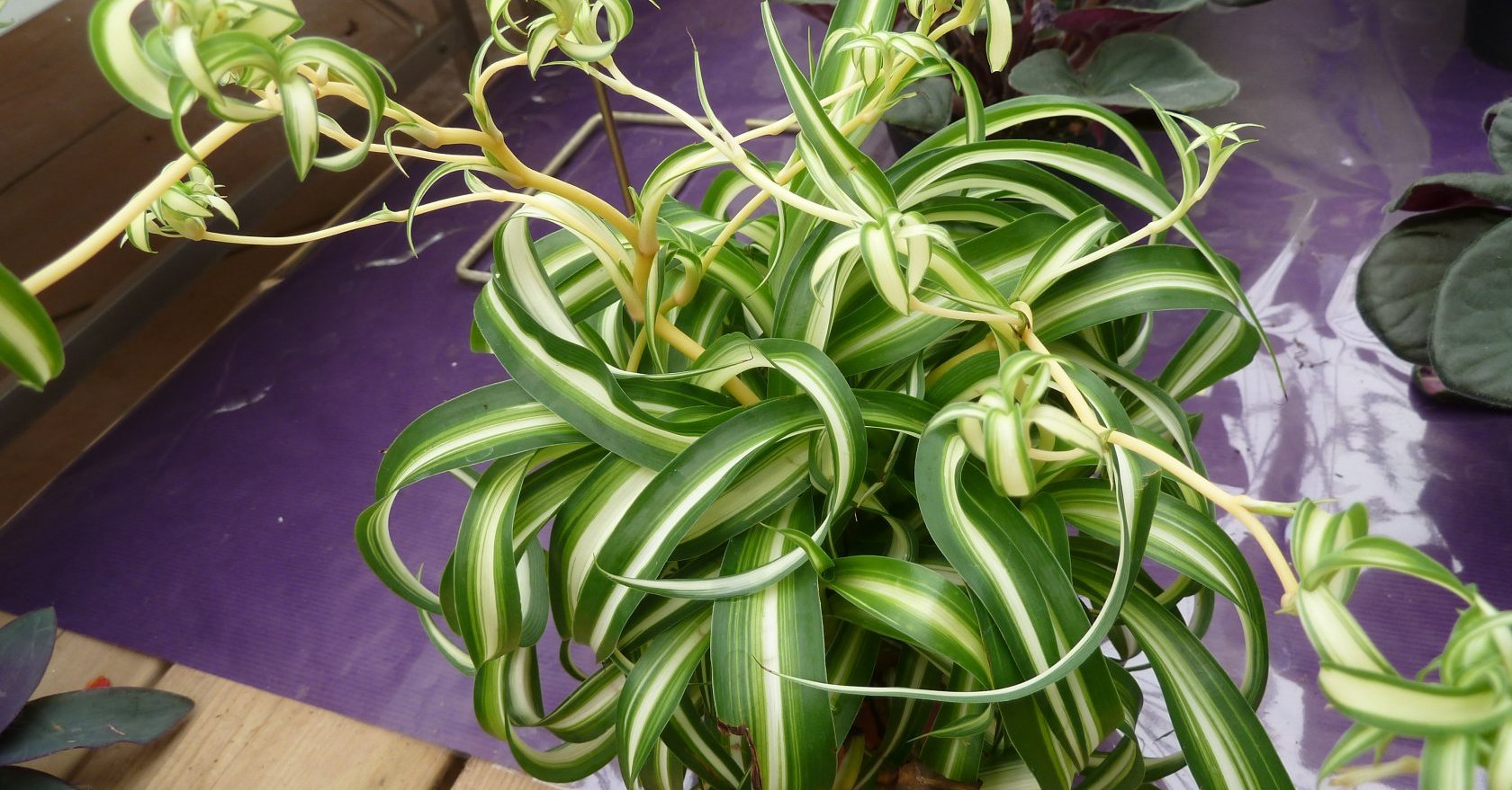 Chlorophytum comosum bonnie - Les Taxinomes