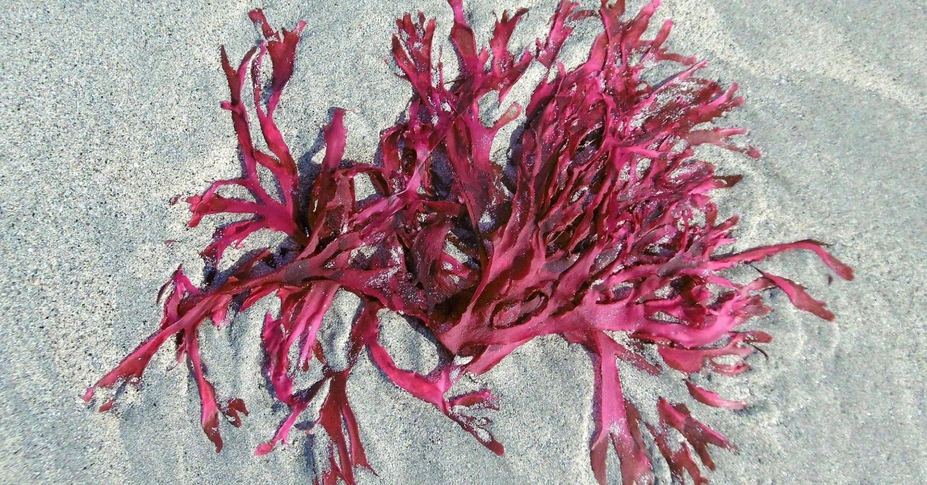 Algue rouge - Les Taxinomes