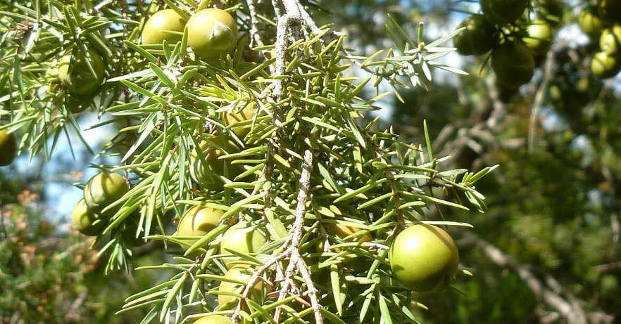 Genévrier cade - Les Taxinomes