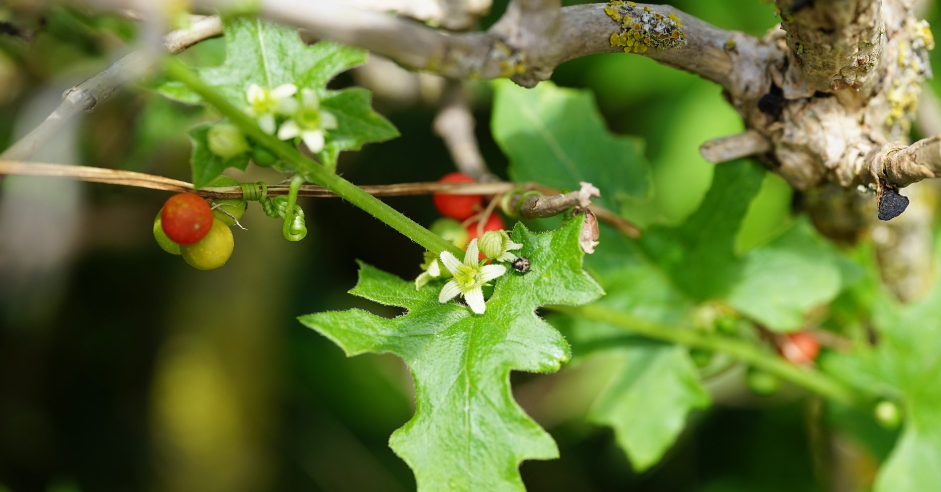 Bryone dioïque - Les Taxinomes