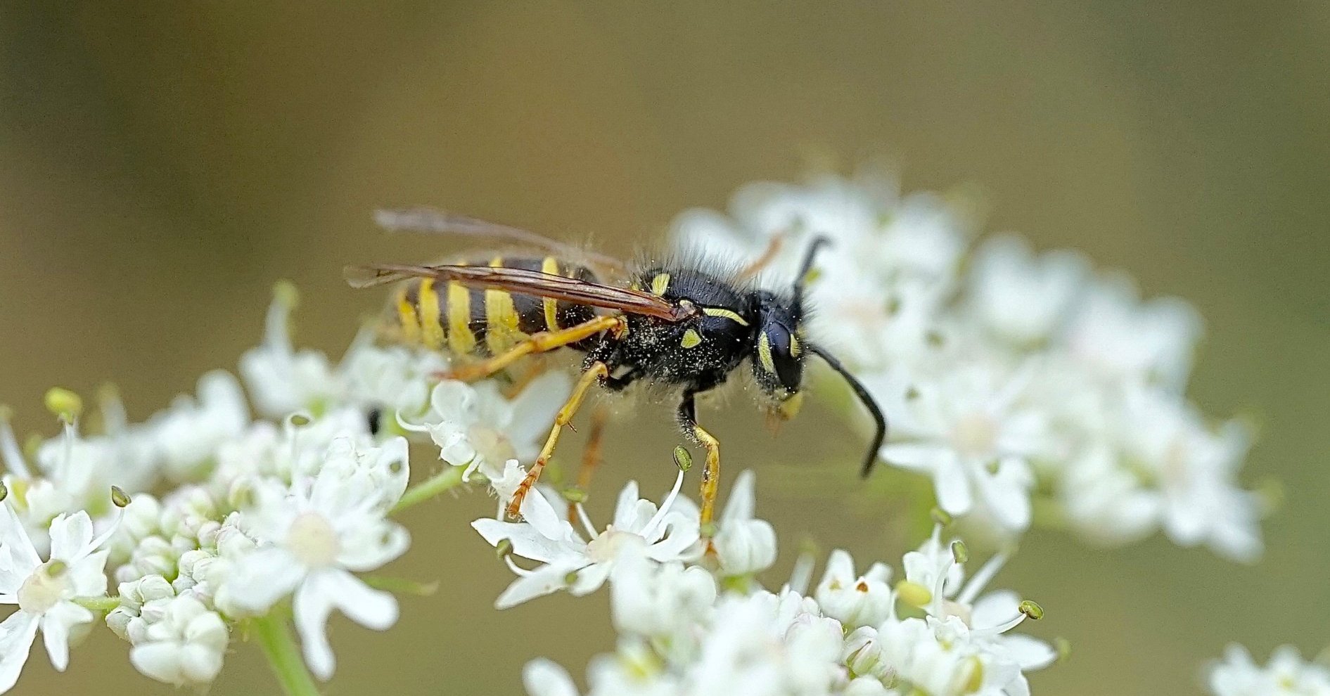 Vespula sp. - Les Taxinomes