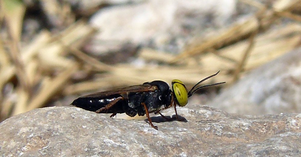 "Mouche à yeux jaune" - Les Taxinomes