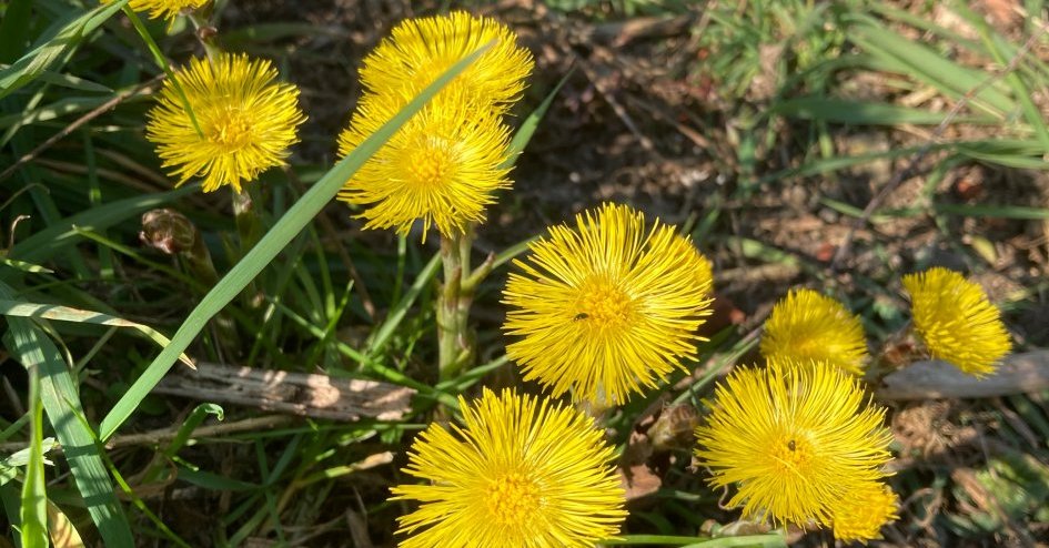 Tussilage - Les Taxinomes