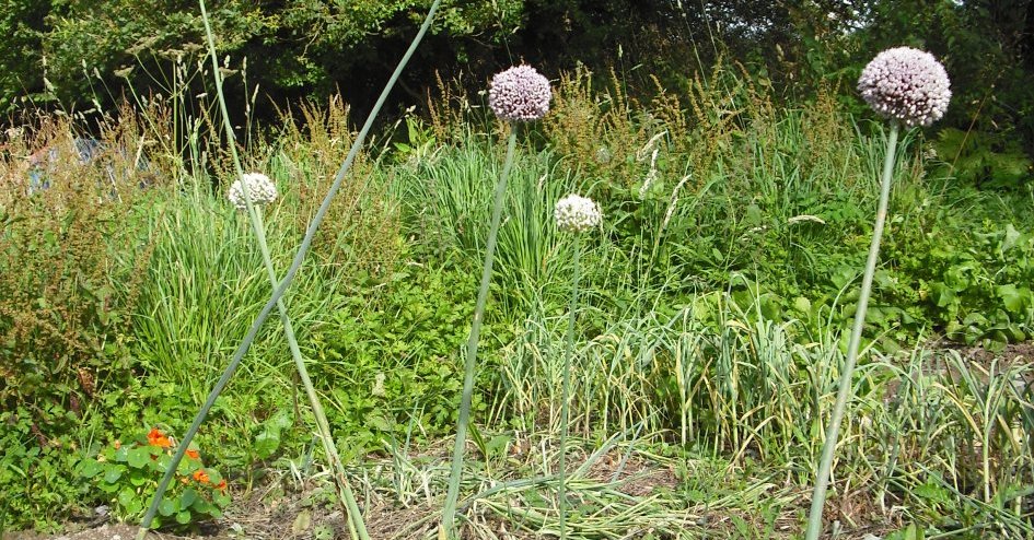 Ail en fleur - Les Taxinomes