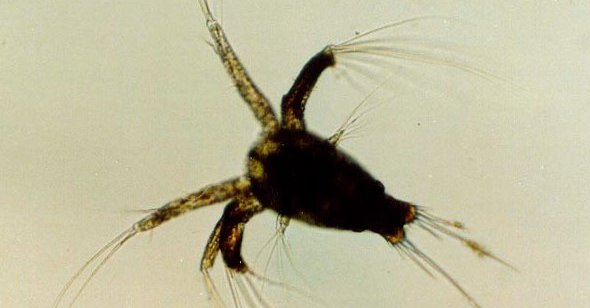 Pancrustacés - Les Taxinomes