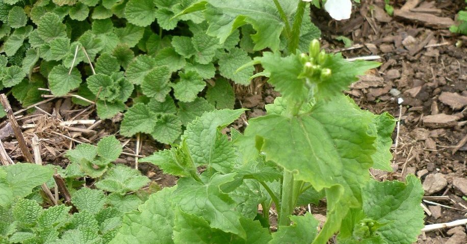 Ballotte noire - Les Taxinomes