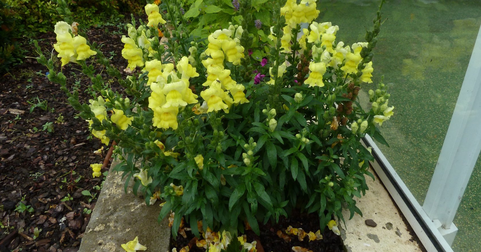 Jardinière fleurie. Muflier. - Les Taxinomes